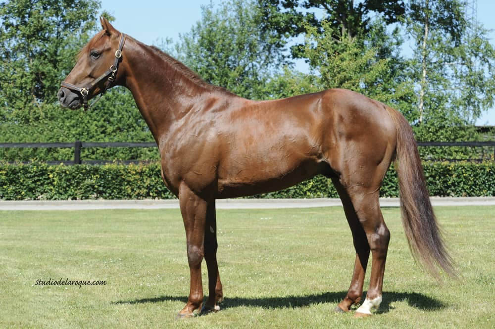 Davidson du Pont - Étalon Trotteur au Haras de Fligny